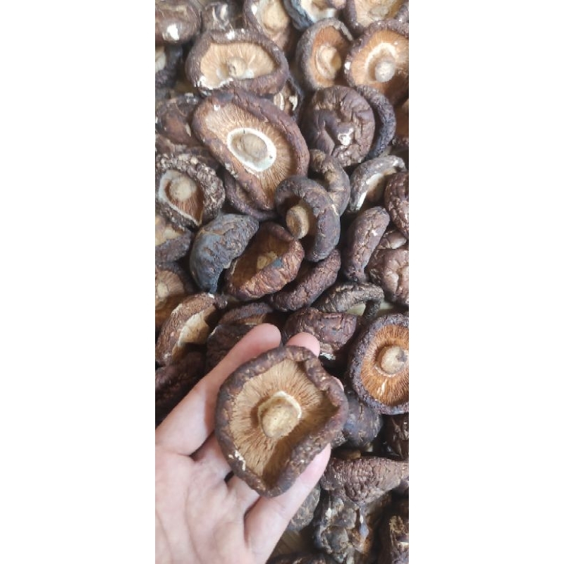 Jual 100 gram Jamur hioko/siratake kering size besar 5-7 cm grade A ...
