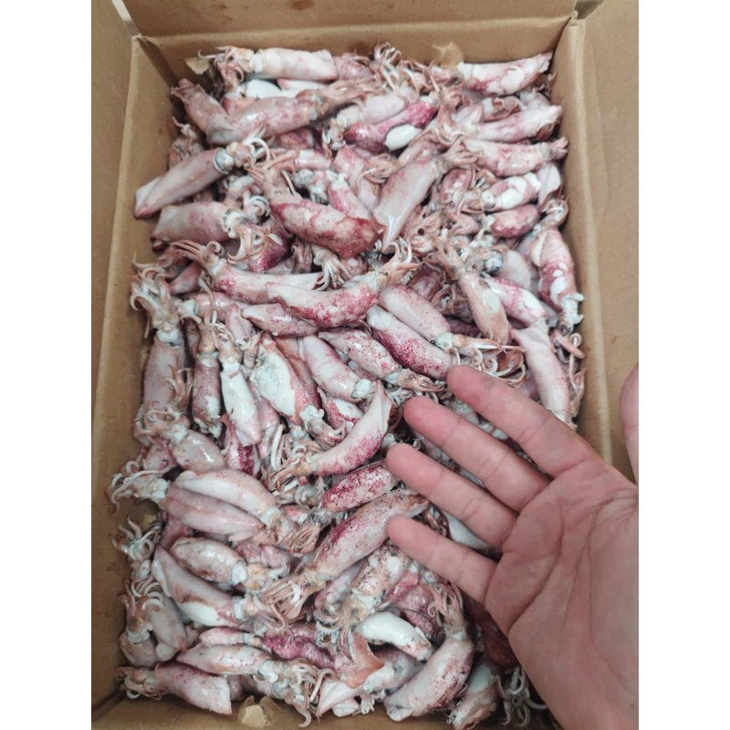 Jual Cumi Asin Telor Tipe A 250 gram | Shopee Indonesia