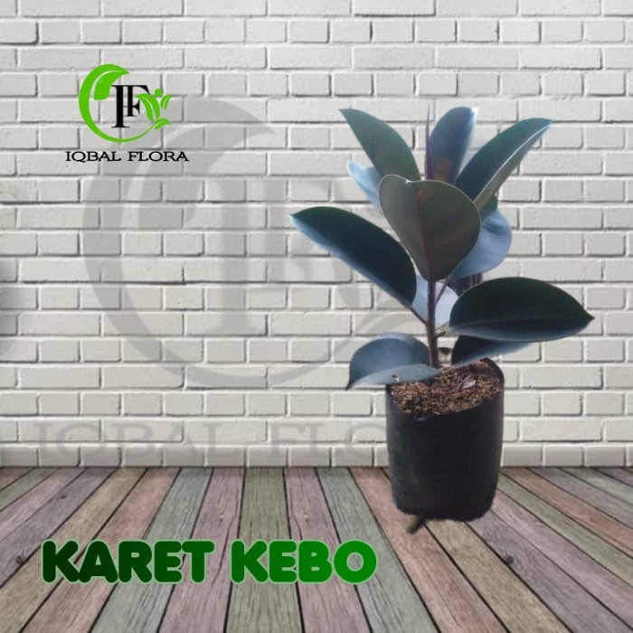 Jual Pohon Karet Kebo Tanaman Karet Kebo | Shopee Indonesia