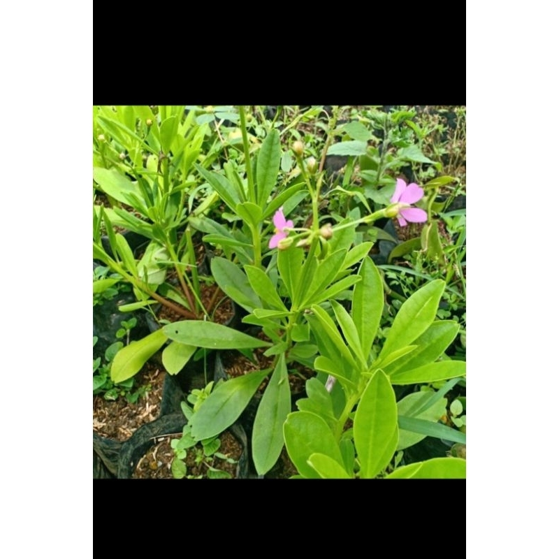 Jual bibit tanaman ginseng jawa tanaman hias bibit kolesom bibit ...