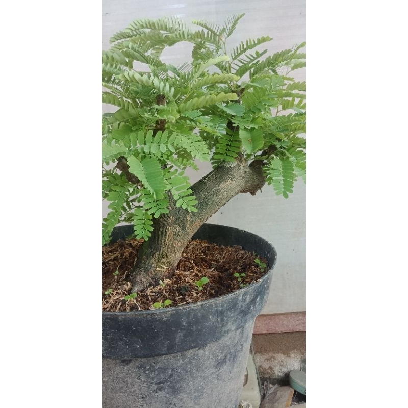 Jual bonsai asem jawa realip prospek | Shopee Indonesia