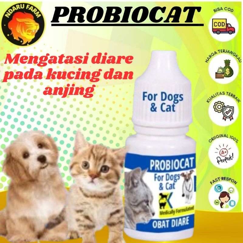 Jual Obat diare mencret kucing dan anjing Ampuh menghentikan dan ...