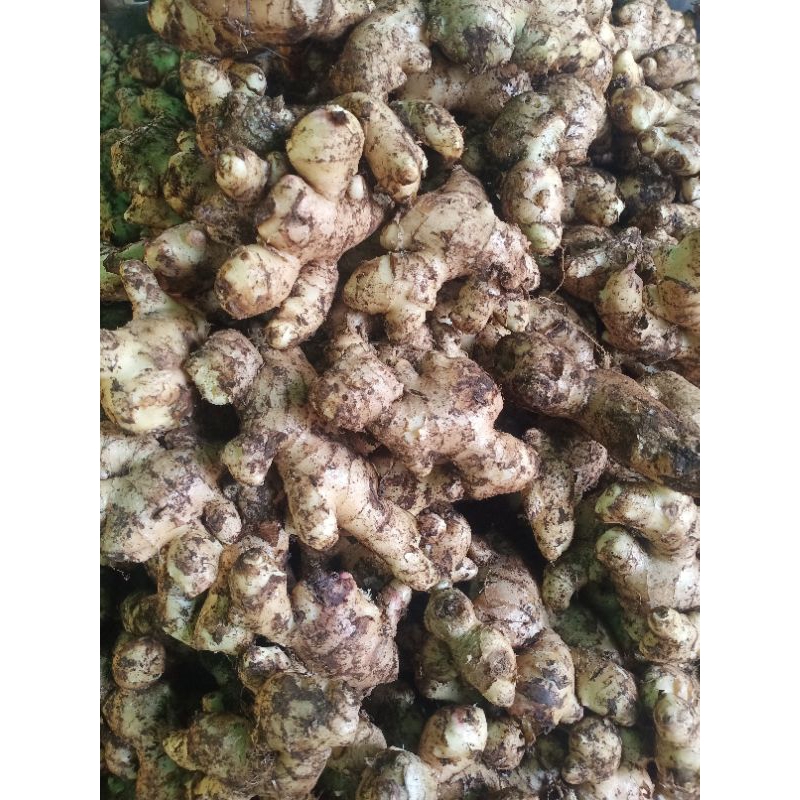 Jual Jahe Gajah putih Besar Fresh. | Shopee Indonesia