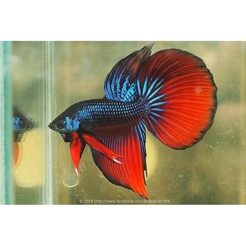 Jual HALMON CENDOLAN | Shopee Indonesia