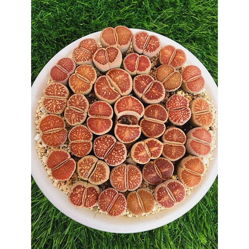 Jual Lithops Kiku | Shopee Indonesia