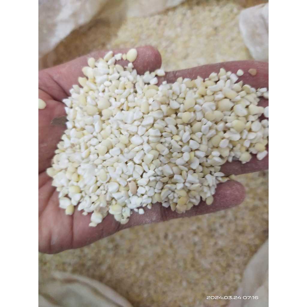 Jual Jali jali Aceh / Organic Barley / Jelai / Hanjeli / Nyali / Jimi 1 ...