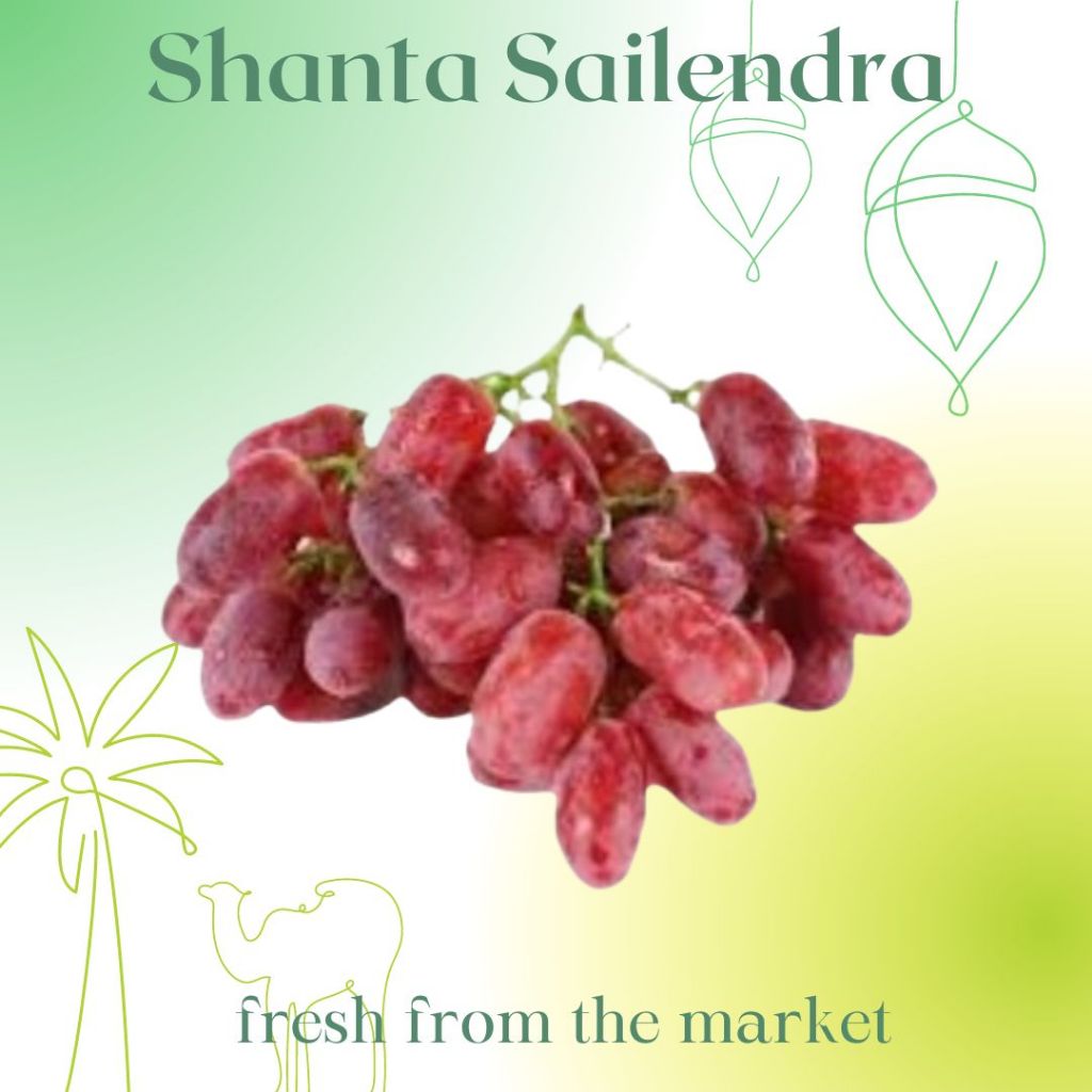 Jual BUAH ANGGUR MERAH TANPA BIJI SEEDLESS RED GRAPE 500 GRAM | Shopee ...