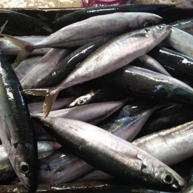 Jual ikan layang besar 1kg | Shopee Indonesia