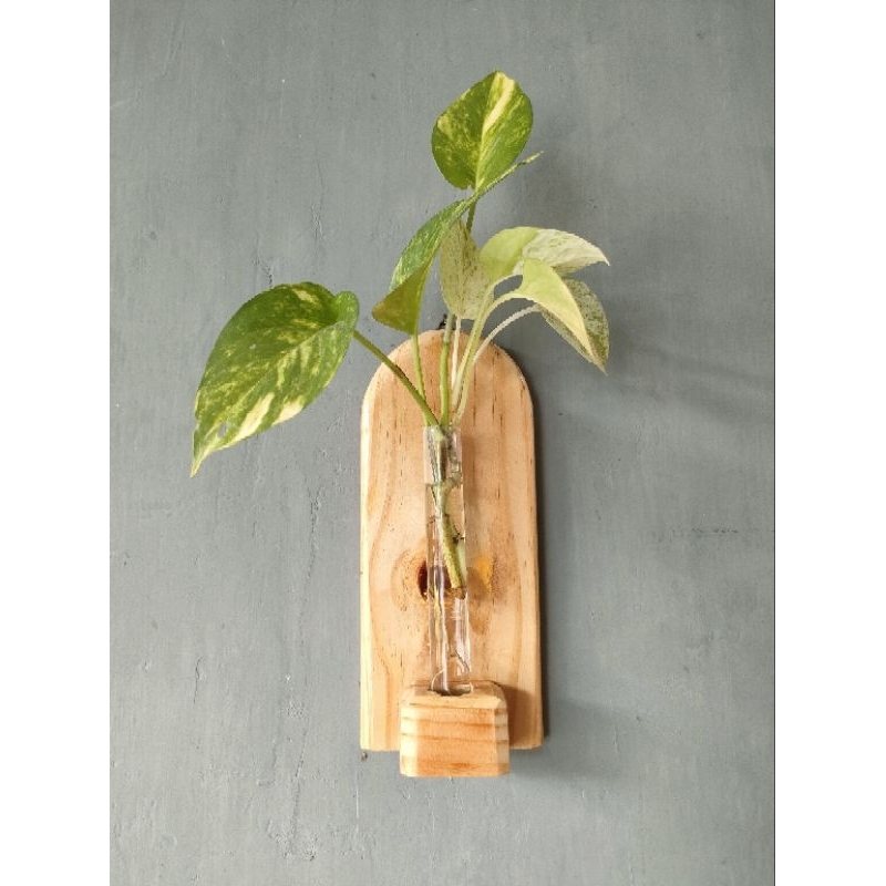 Jual Hanging Wall Vase BKV03 / vas bunga dinding/ vas bunga kayu/ water ...