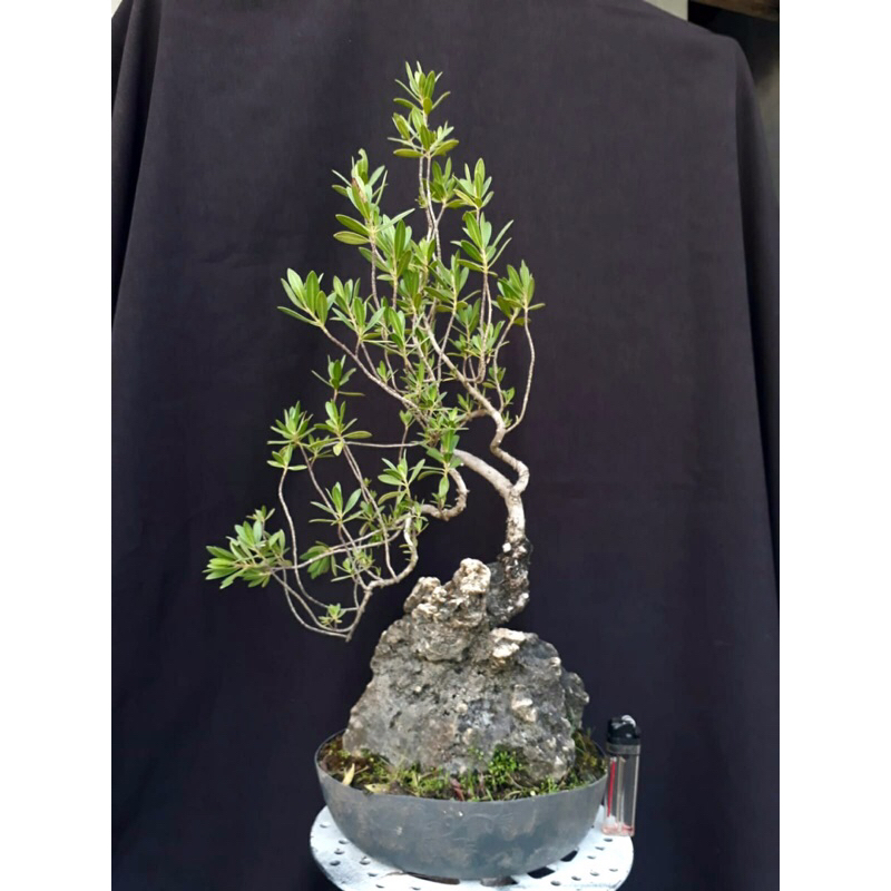 Jual Pohon Santigi On The Rock | Shopee Indonesia