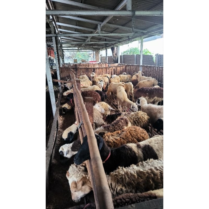 Jual kambing domba qurban KIRIM HIDUP jantan betina aqiqah qurban | Shopee Indonesia