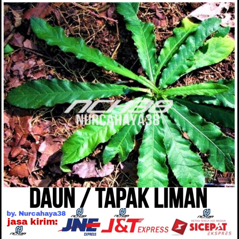 Jual Herbal Daun tapak Liman segar | Shopee Indonesia