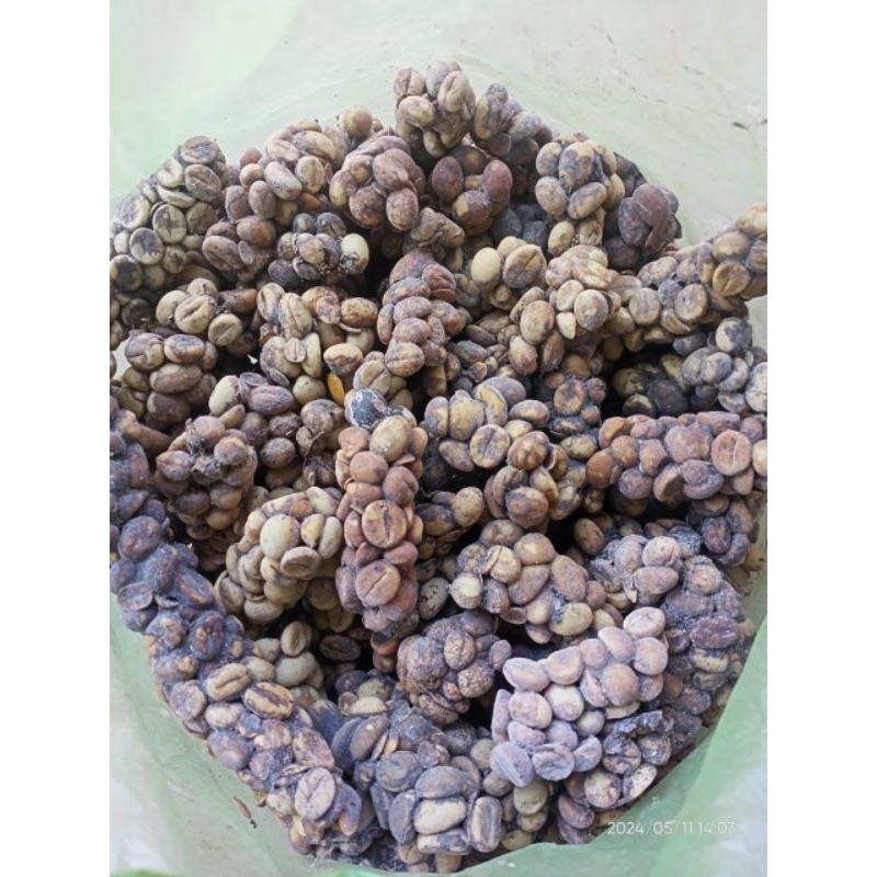 Jual Green bean kopi luwak asli lereng Lawu | Shopee Indonesia