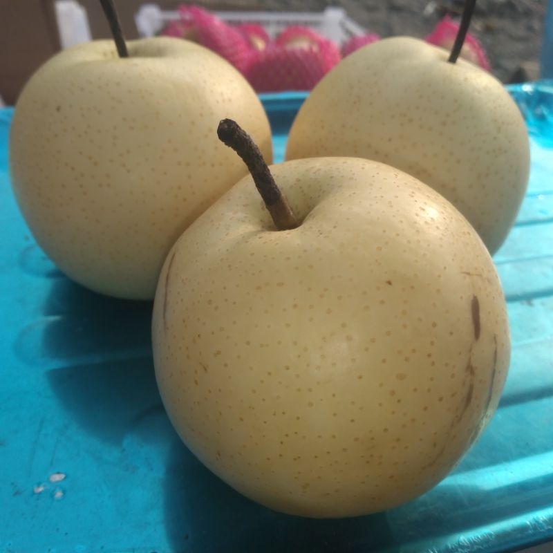 Jual pir century pir madu pear century madu fresh manis murah 1kg ...