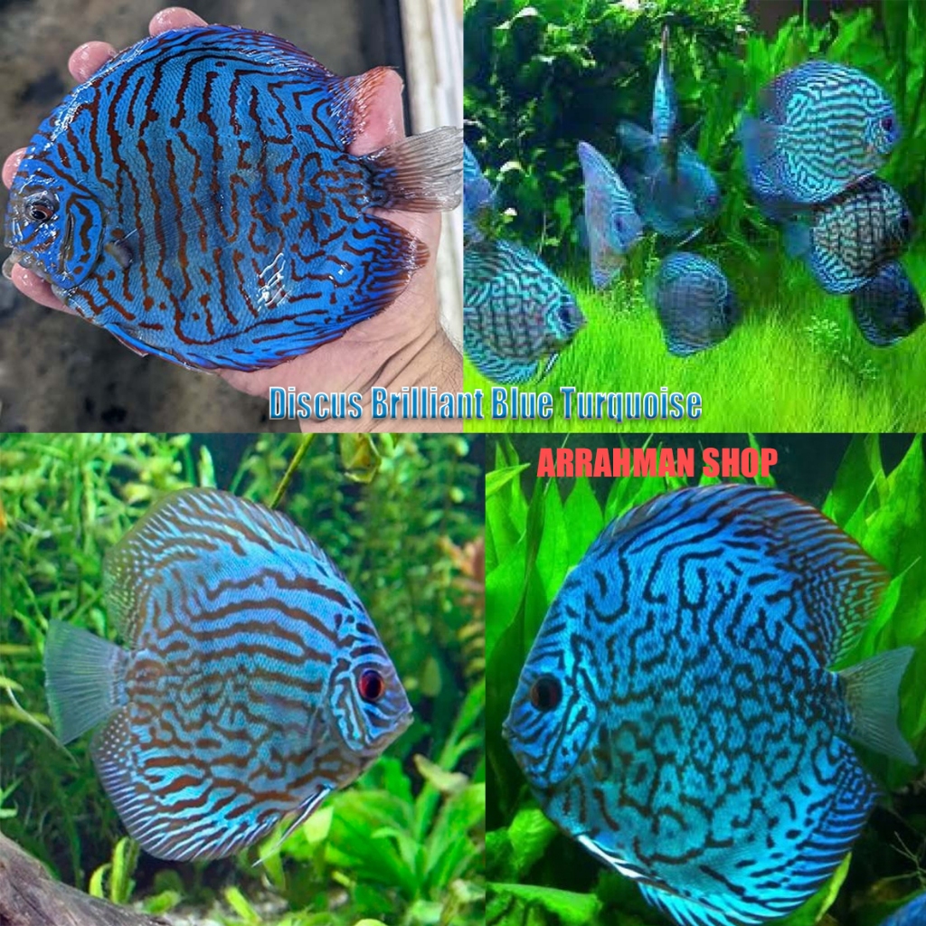 Jual Discus Brilliant Blue Turquoise - ikan hias discus biru - ikan hias aquascape terlaris ...