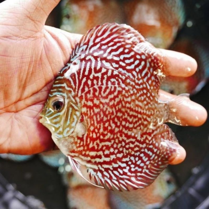Jual Pearl Torquise Discus Grade A | Shopee Indonesia