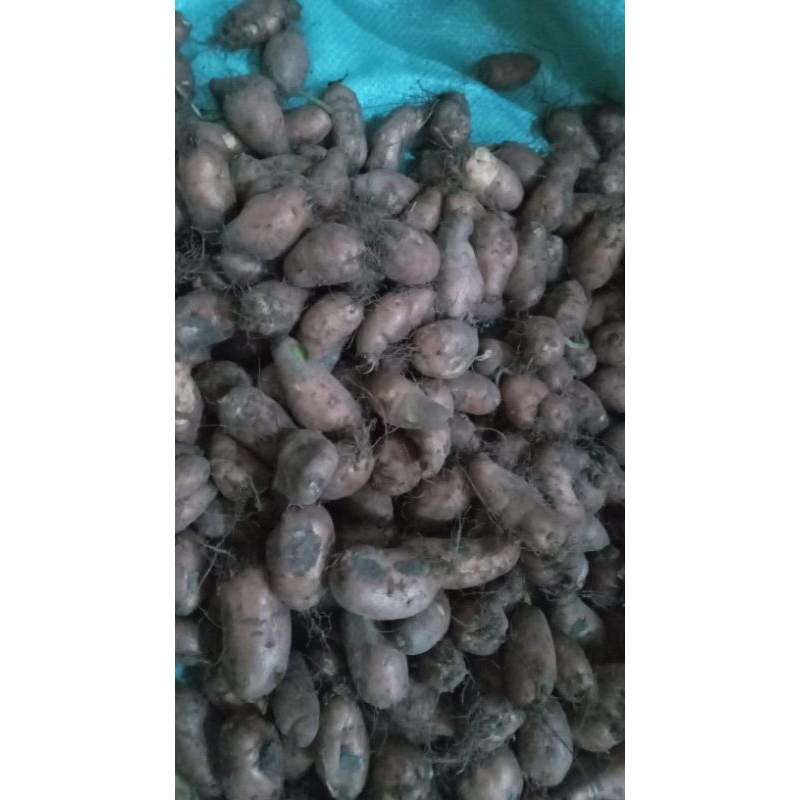 Jual kentang hitam/kleci 1 kilo | Shopee Indonesia