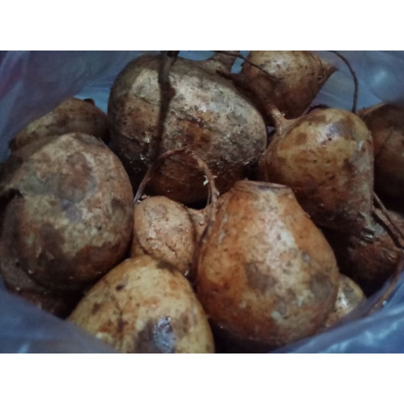 Jual bengkoang | Shopee Indonesia