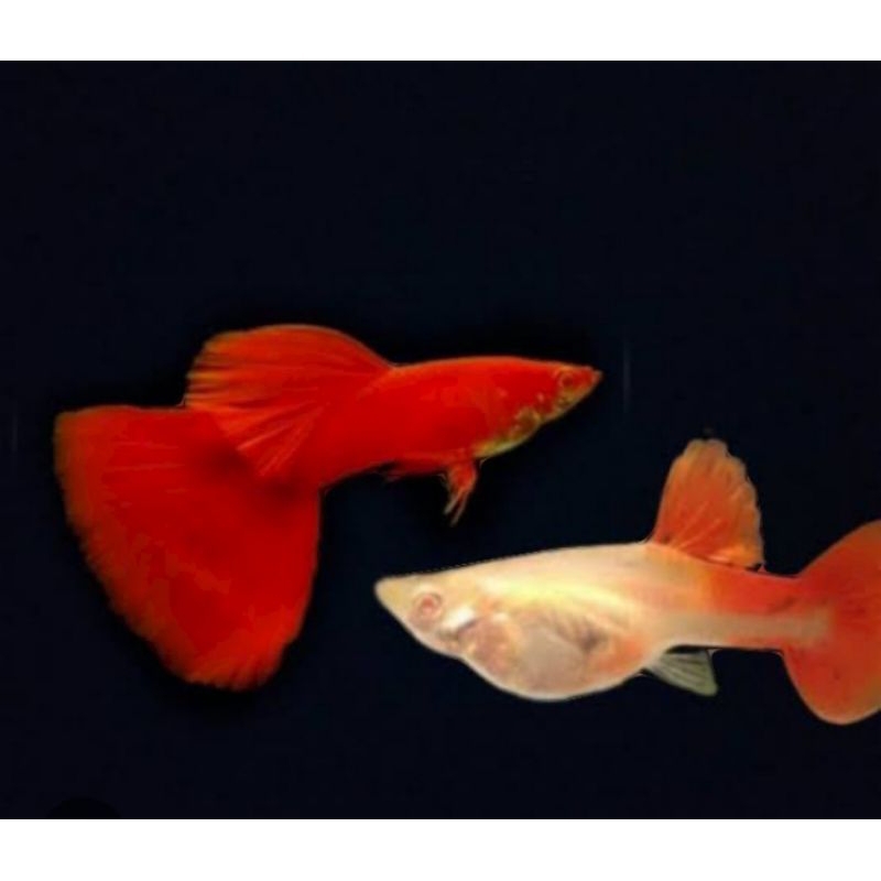 Jual Guppy super red / ikan hias Aquascape / Air Tawar / Gupi | Shopee ...