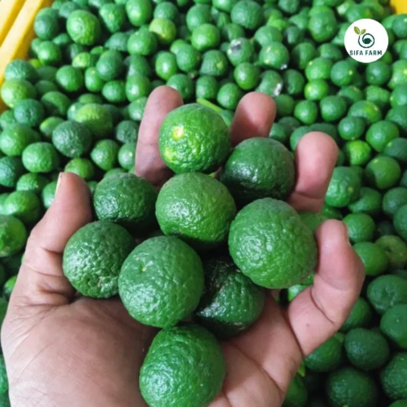 Jual SIFA FARM | Jeruk limau | limo 1 Kg Ukuran Kecil Baso Aci| isi 100 ...