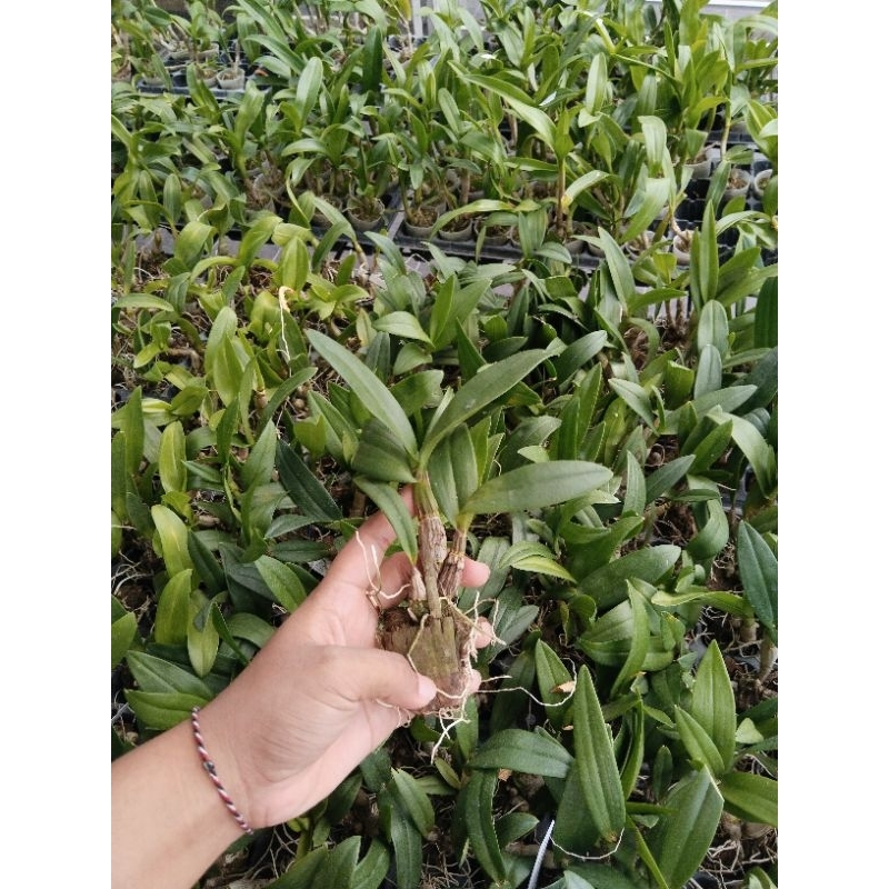 Jual Dendrobium bulat dan keriting (LIVE/PO) | Shopee Indonesia