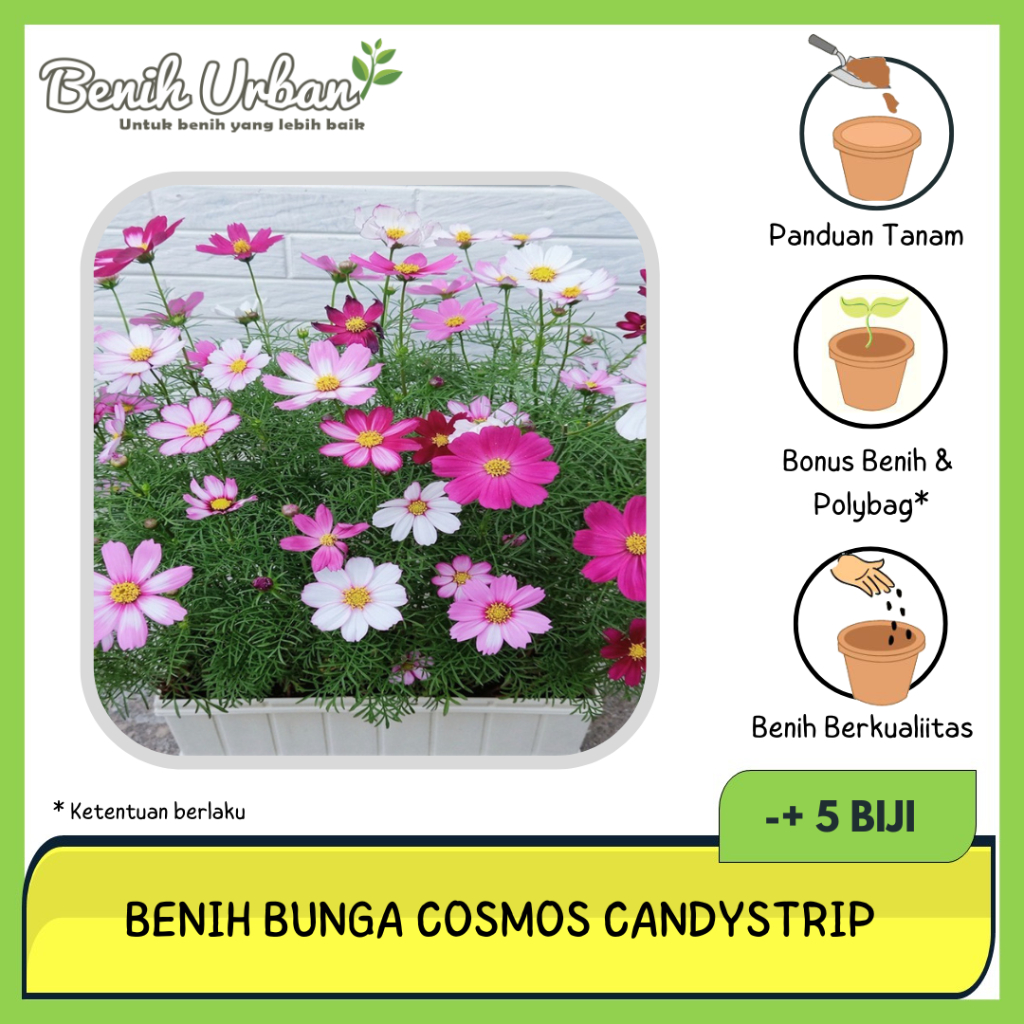 Jual (5 Butir) Biji Benih Bunga Cosmos | Benih Urban | Shopee Indonesia