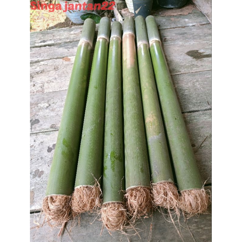 Jual Obor bambu untuk pawai dan kemping | Shopee Indonesia