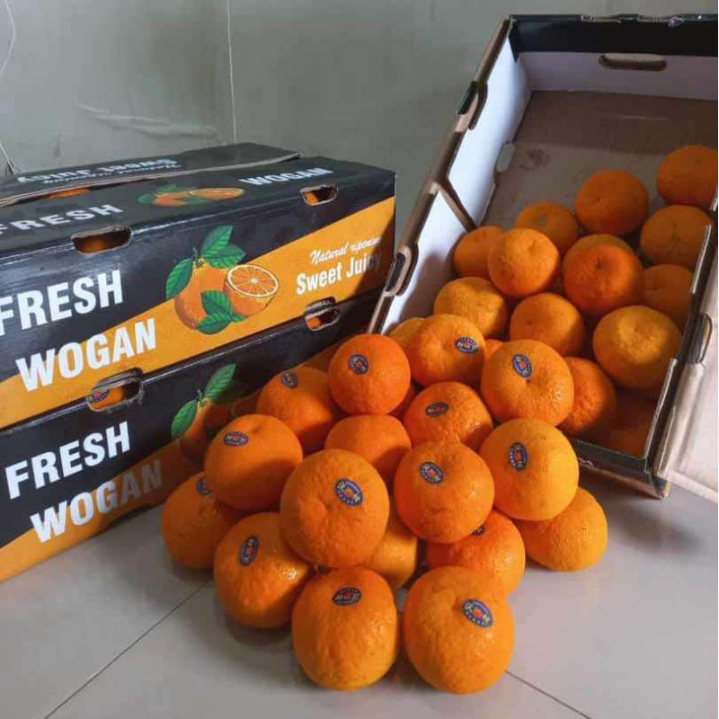 Jual Jeruk Mandarin Wogan fresh 1 kg | Shopee Indonesia