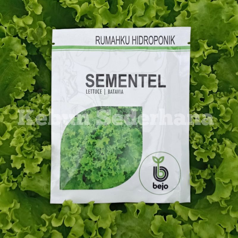 Jual (READY) BENIH SELADA BATAVIA SEMENTEL BEJO SEED 1000 PILL | Shopee ...