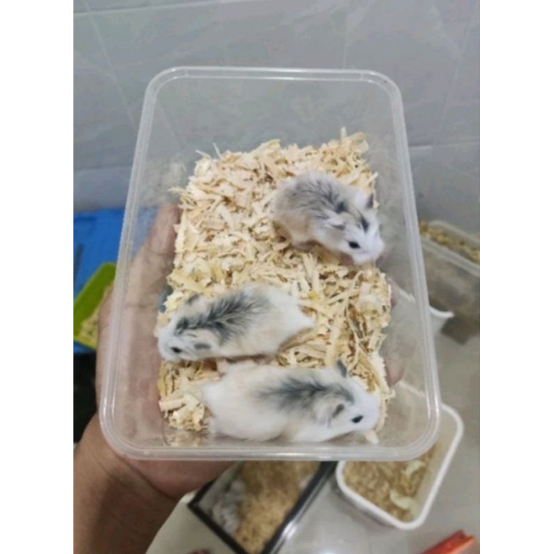 Jual Hamster Roborovski TERMURAH!!! | Shopee Indonesia