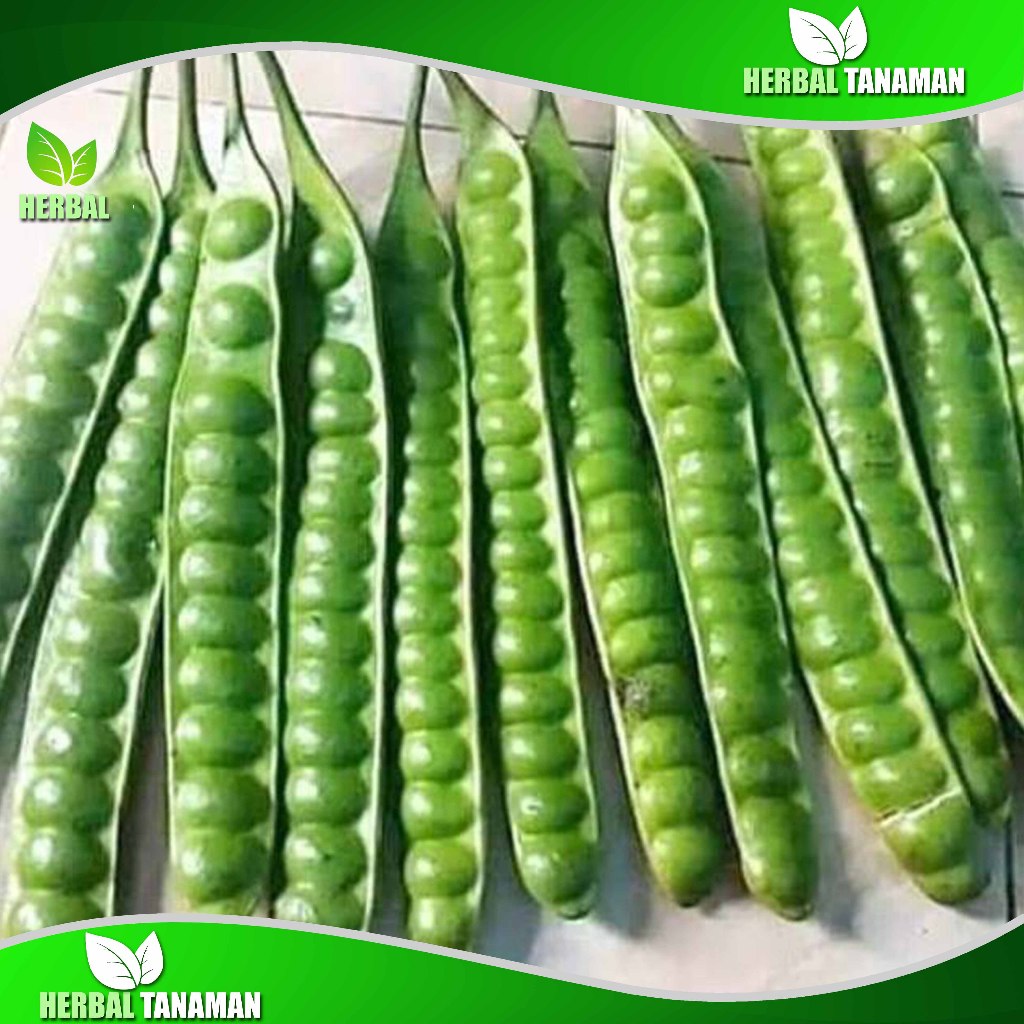 Jual Pete Segar Murah Asli Pangandaran - Buah Petai Perikat | Shopee ...