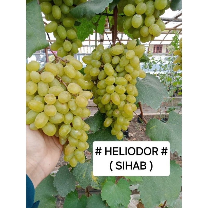 Jual Anggur Varian Heliodor. ( Sangat mudah Berbuah, Tandan Jumbo, ) | Shopee Indonesia
