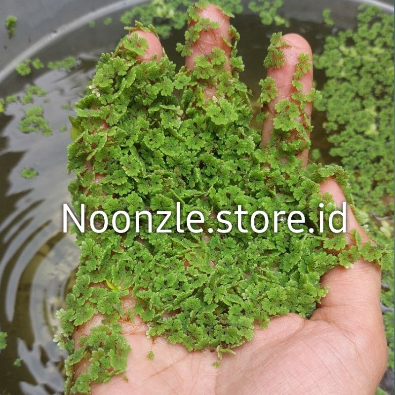 Jual Azolla (tumbuhan air terApung / pakis air) ORGANIK STERIL (PAKAN ...