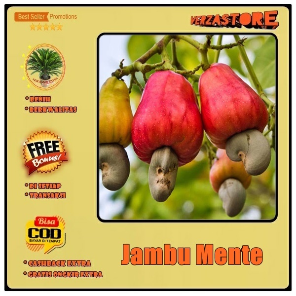 Jual biji benih buah jambu mente mede /1 biji | Shopee Indonesia