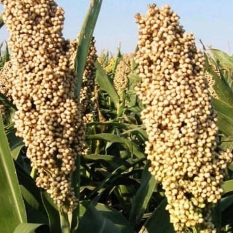 Jual Benih SORGUM PUTIH (isi-10gram) Biji Sorghum | Shopee Indonesia