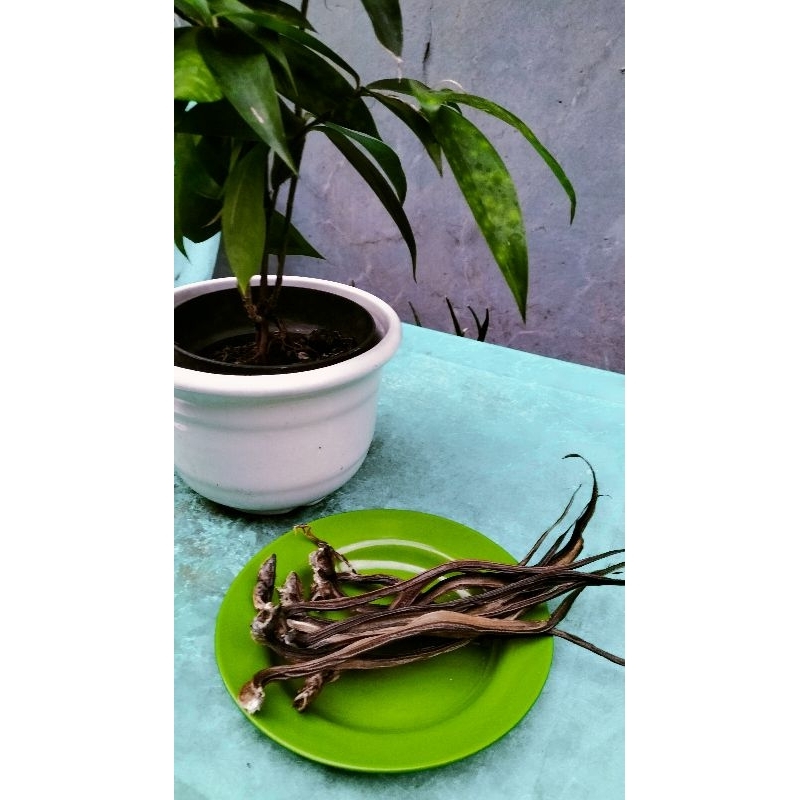 Jual Belut/Baluik SAWAH Kering ukuran KECIL Khas Minang | Shopee Indonesia