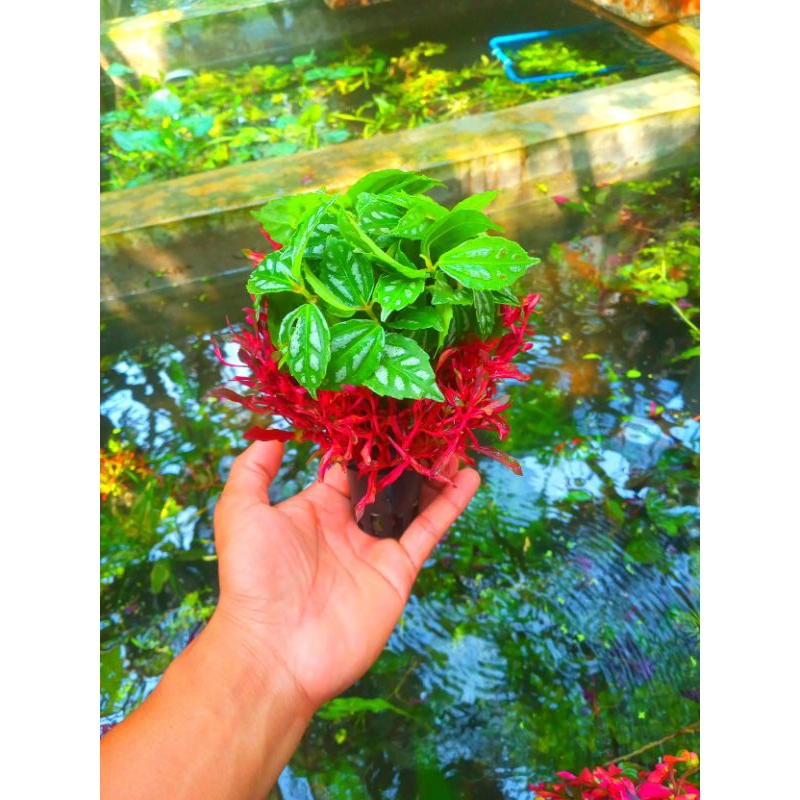 Jual tanaman aquascape mutiara batik varian jenis sudah pakai media ...