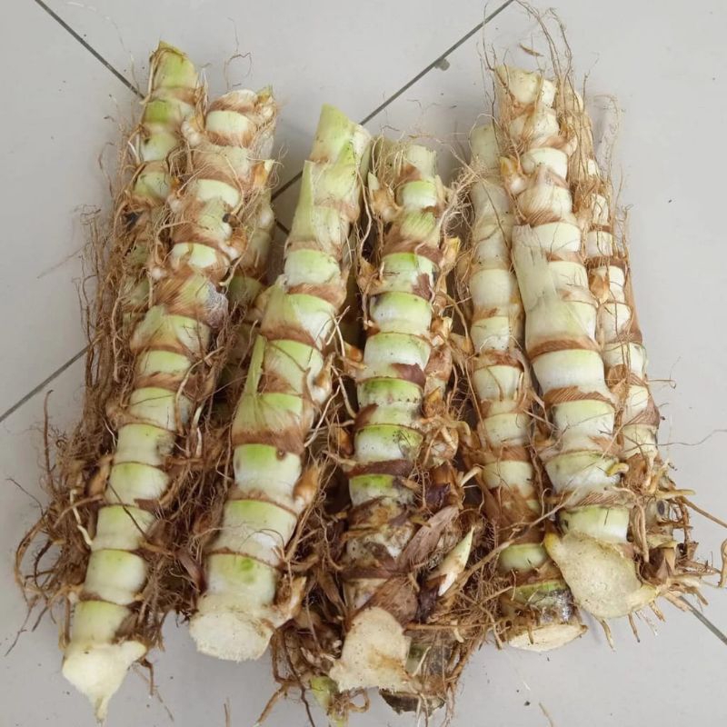 Jual bibit rumput odot /rumput pakcong 1kg | Shopee Indonesia