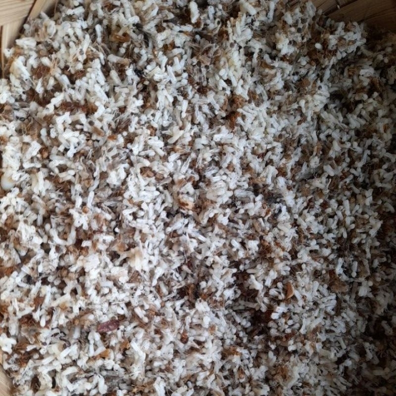 Jual Kroto jawa kroto umpan burung dan pancing | Shopee Indonesia