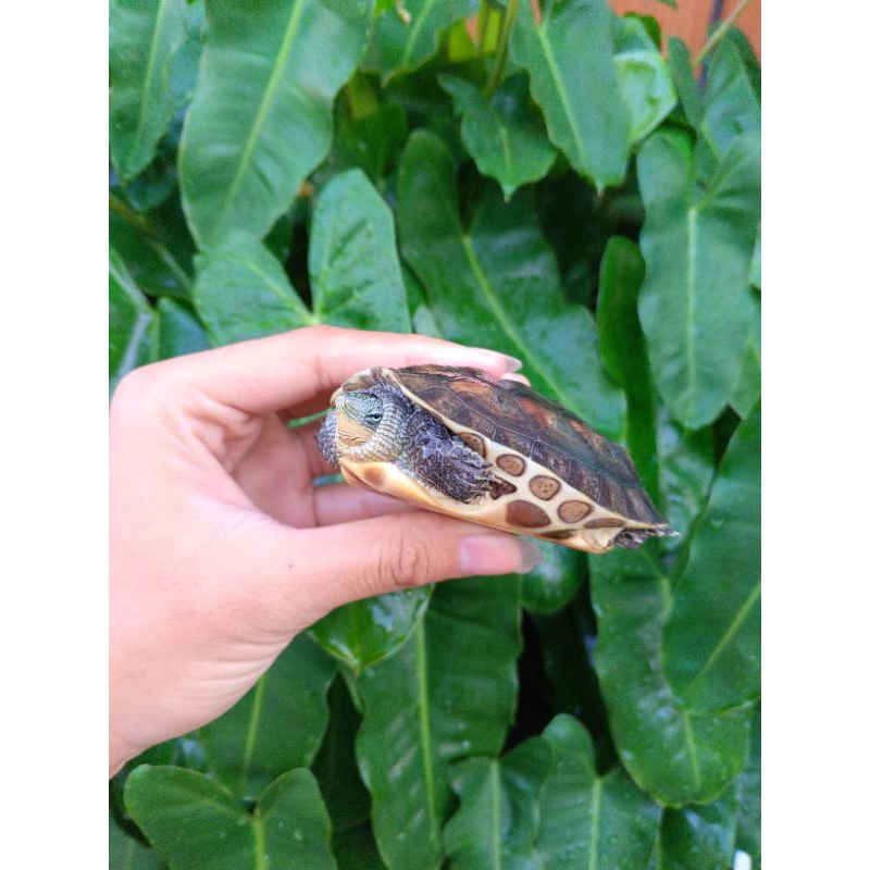 Jual Ocadia Sinensis Jantan, Koleksi Kolam Ikan | Shopee Indonesia