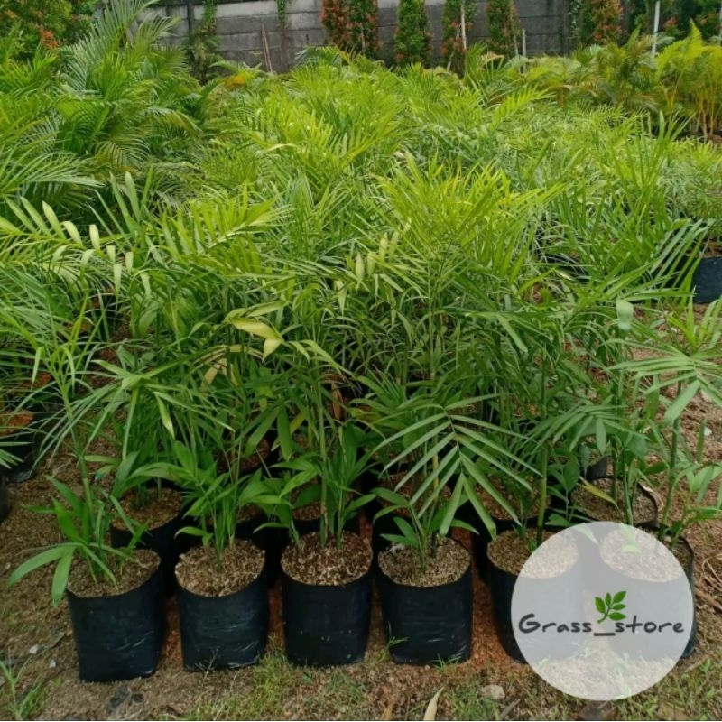 Jual Tanaman Hidup Indoor Palem Bambu Komodoria - Tanaman Hias Pohon ...