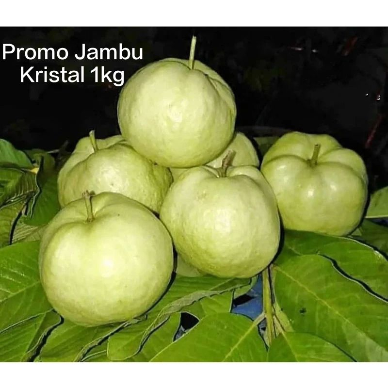 Jual Jambu Kristal 1kg Segar | Shopee Indonesia
