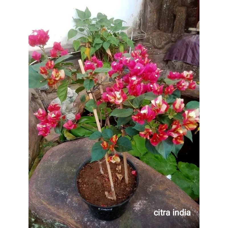 Jual Tanaman Hias Hidup Bunga Bogenvile Citra India Ori beli 5 gratis 1 ...