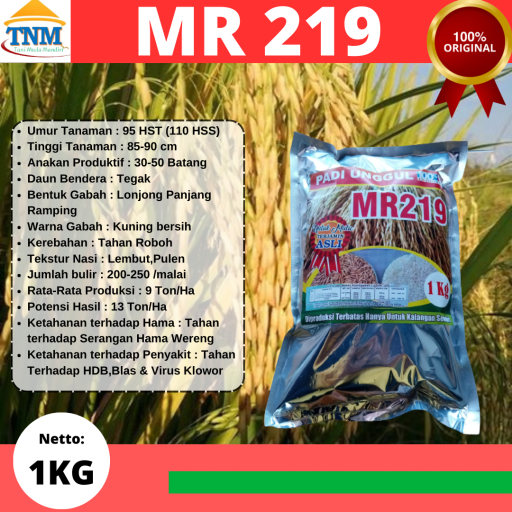 Jual Biji Padi Unggul MR 219 Tahan Rebah 1KG | Shopee Indonesia