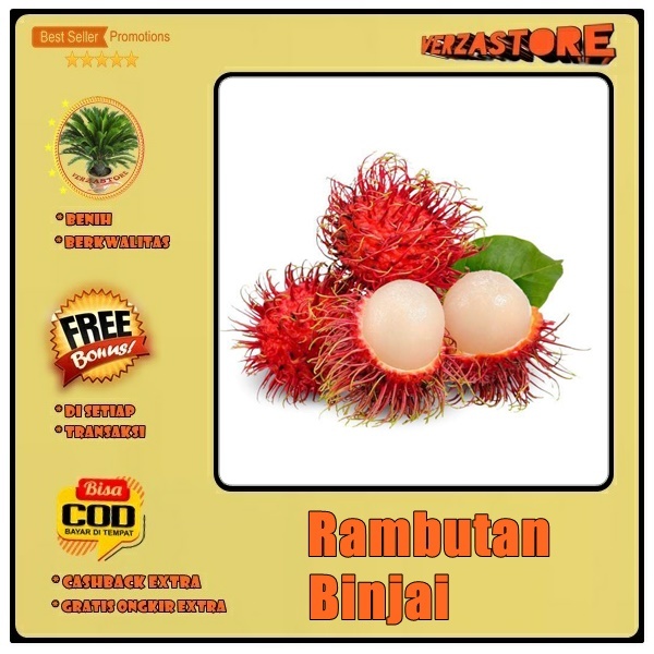 Jual Biji Benih Buah Rambutan Binjai / 5 Biji | Shopee Indonesia