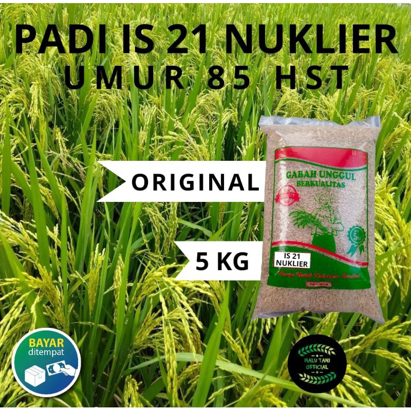 Jual BENIH PADI IS 21 NUKLIER ORIGINAL KEMASAN 5 KG | Shopee Indonesia