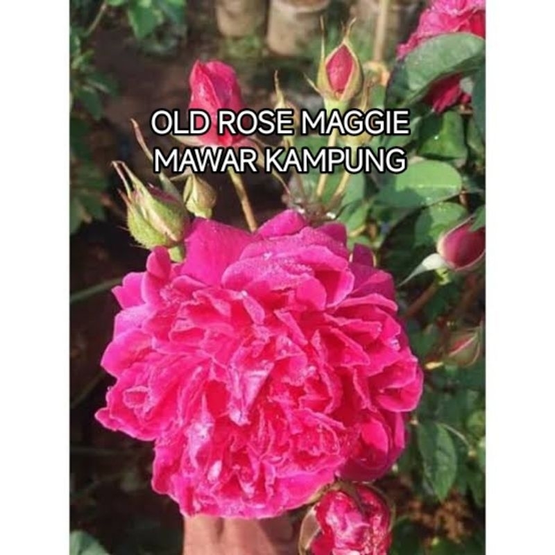 Jual MAWAR OLD ROSE MAGGIE PINK MAWAR KAMPUNG PINK AROMA WANGI STRONG ...