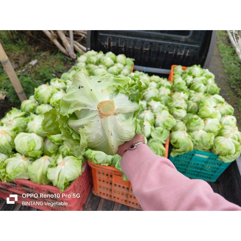 Jual LETTUCE SELADA 1KG FRESH | Shopee Indonesia