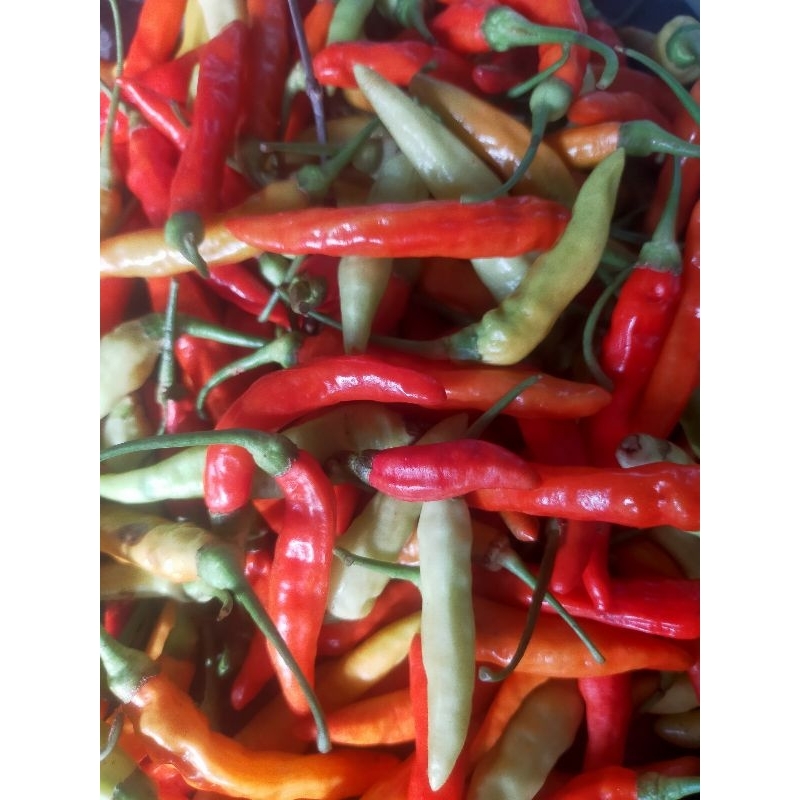 Jual cabe caplak 250 gram | Shopee Indonesia