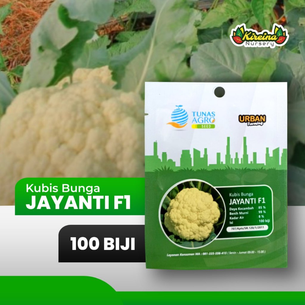 Jual Benih Kubis Bunga Jayanti F1 100 Tunas Agro Urban Farming | Shopee ...